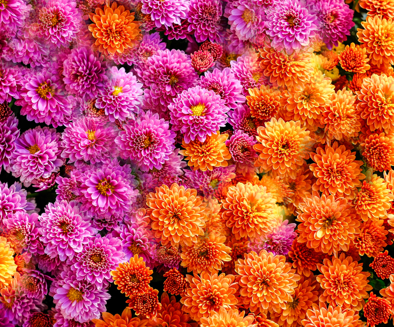 Mum Sale Kick-Off - St Mary School Delaware